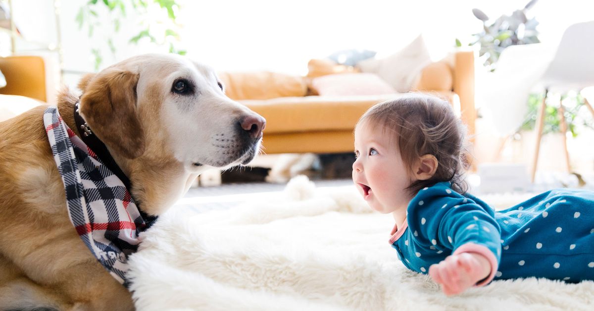 Hunde-Dame ist genervt von neuem Familienmitglied, dann ändert sie ihre ...