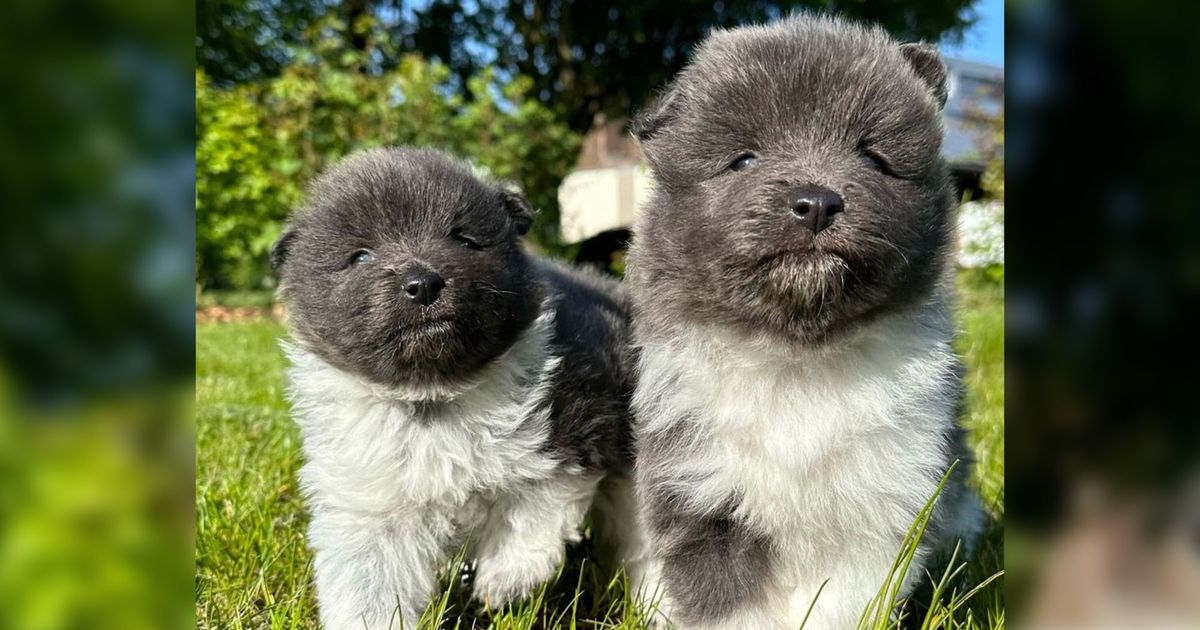 Witzige Idee: Tierheim ließ sich für zwei Welpen eine besondere Aktion ...