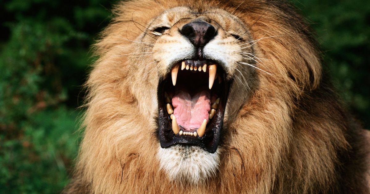 Rache ist süß: Zoo bietet Singles an, den Ex zu "verfüttern" | BUNTE.de