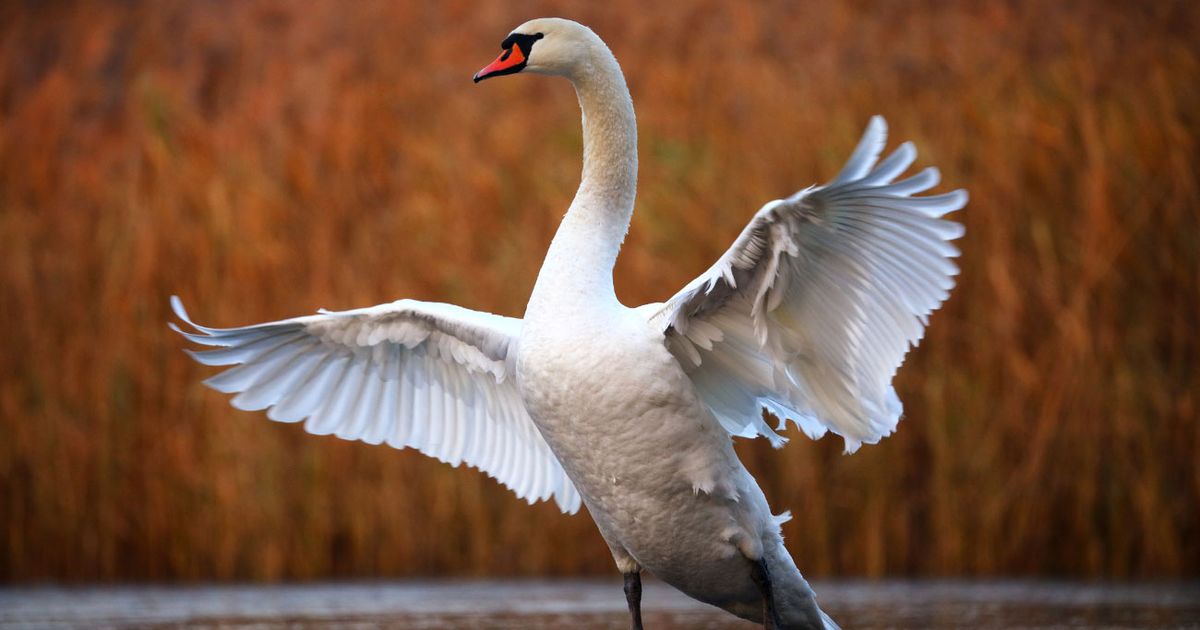 Bilder einer liebevollen Freundschaft: Schwan trifft erneut auf seinen ...