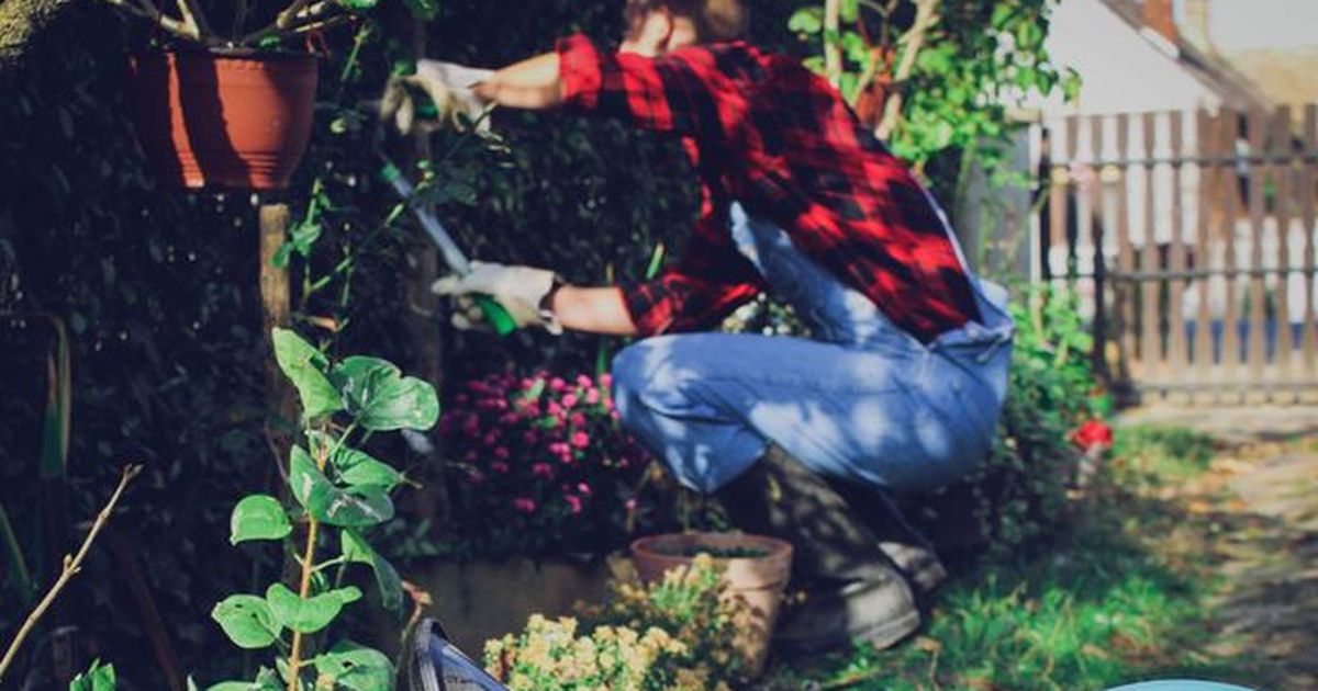 Rückenschmerzen von der Gartenarbeit? Das hilft sofort | BUNTE.de