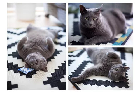 BUNTE - Katzen - Tag der Katze: BUNTE - Katzen - Tag der Katze ...