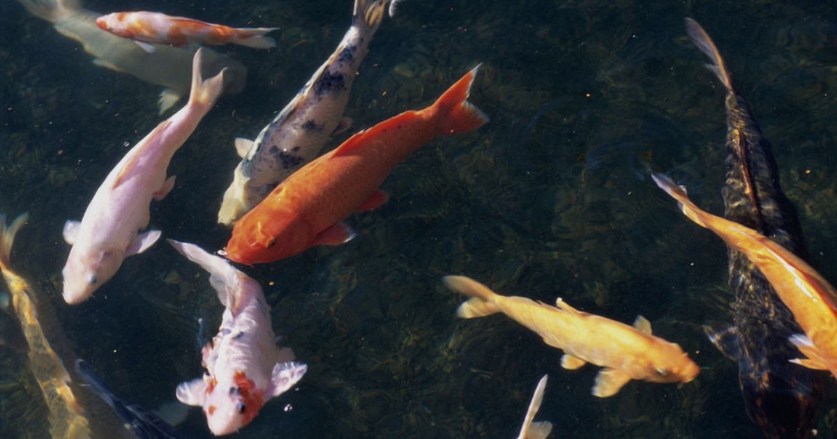 Koi Karpfen: Das sollten Sie beim Kauf beachten | BUNTE.de