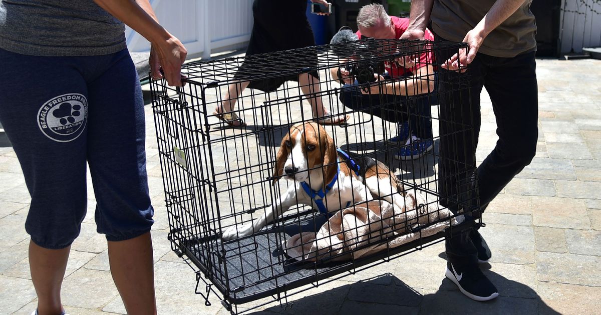 Hunde wurden befreit: 36 Beagles aus Versuchslabor gerettet | BUNTE.de