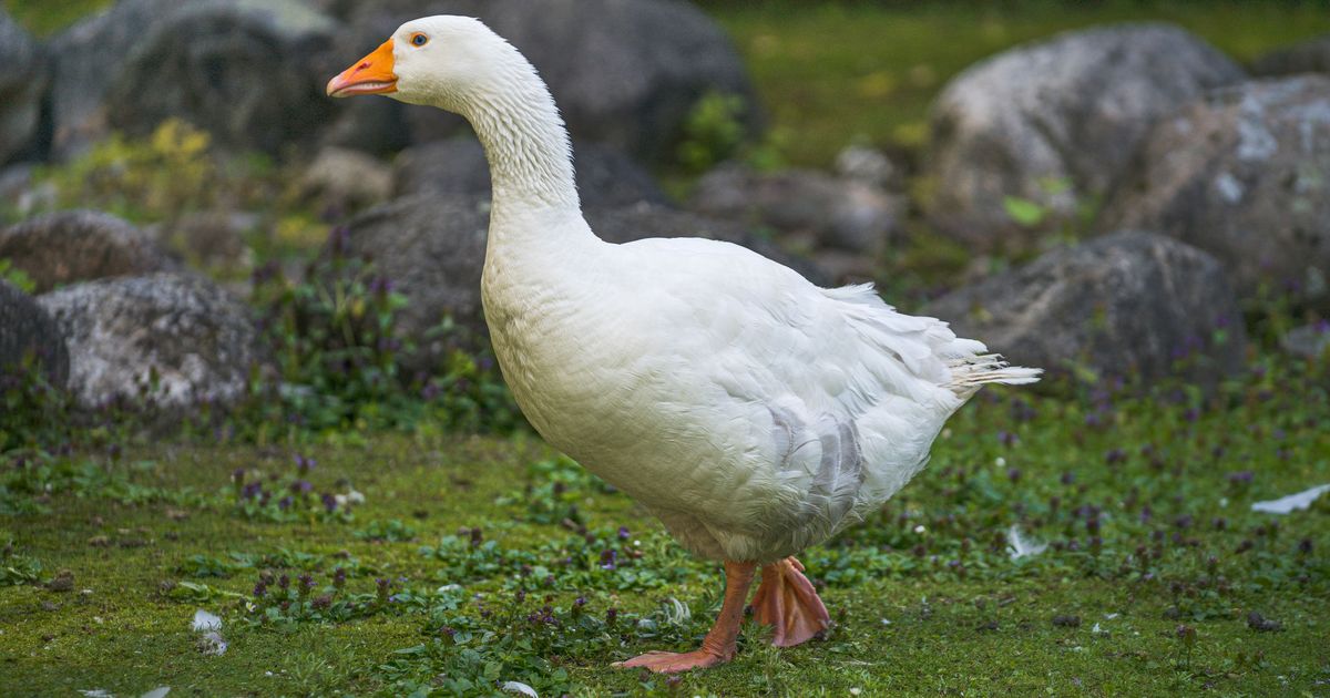 Gans kurios: Klingt wie erfunden: Mann führt Gans an der Leine spazieren | BUNTE.de