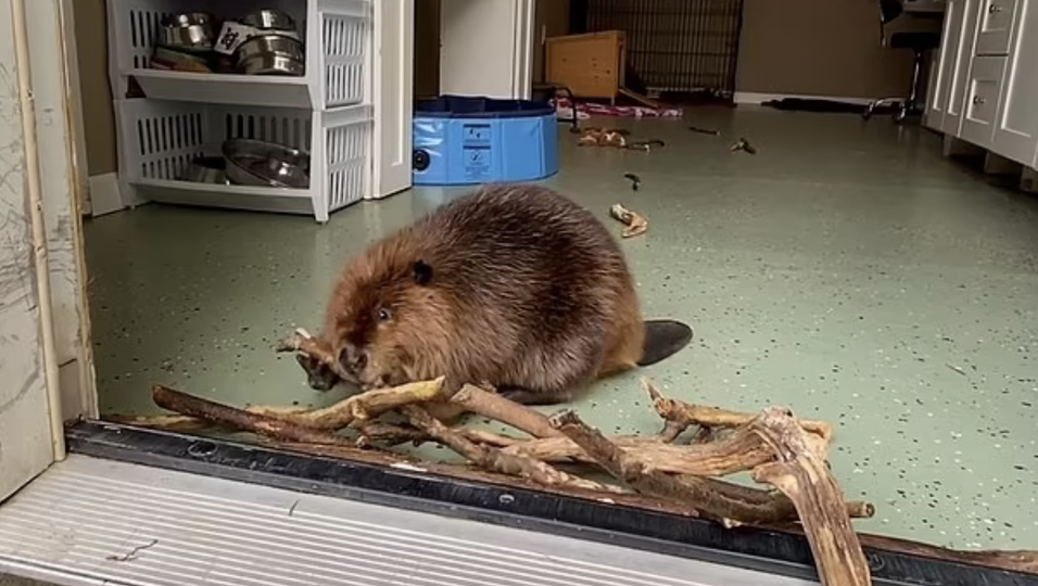 Zutritt verboten!: Gerettetes Biber-Mädchen baut Damm in Auffangstation ...