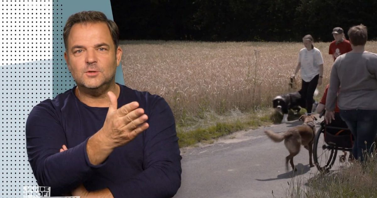 Martin Rütter sieht Herrchen von Rüde Leon in großer Gefahr | BUNTE.de