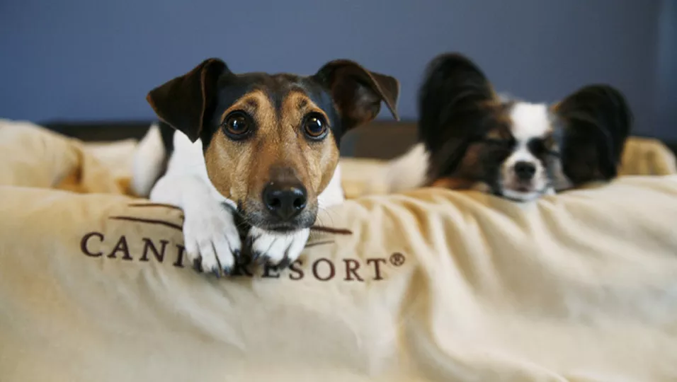 Luxus-Hotel für Hunde: Das Canis Resort bei München | BUNTE.de
