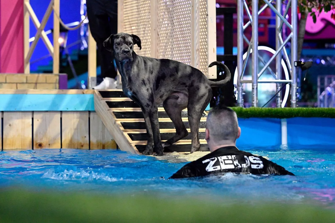 "Top Dog Germany": Tollerdoodle Bailey lehrt Frank Buschmann Trick | BUNTE.de