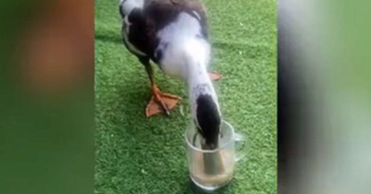 Ungewöhnliches Haustier: Ente trinkt Tee aus einer Tasse & Spaziergänge ...