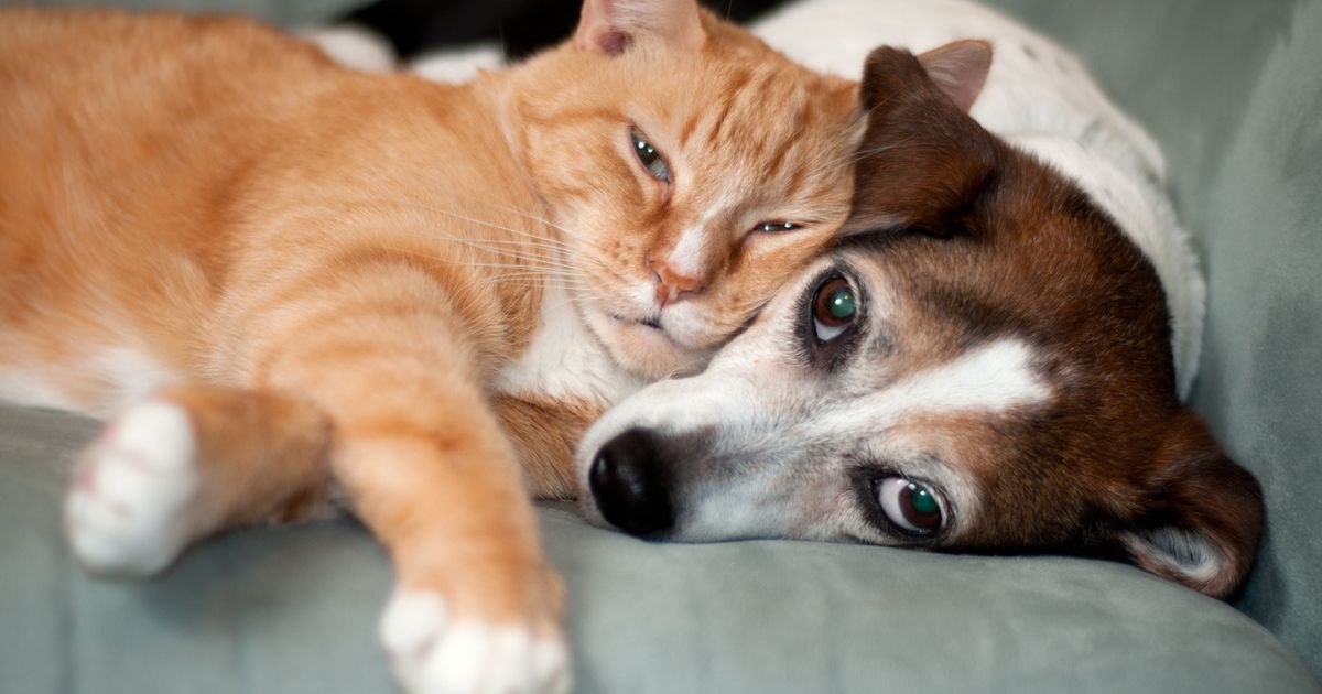 Ungewöhnliche Freundschaft: Auf den ersten Blick: Katze verliebt sich ...