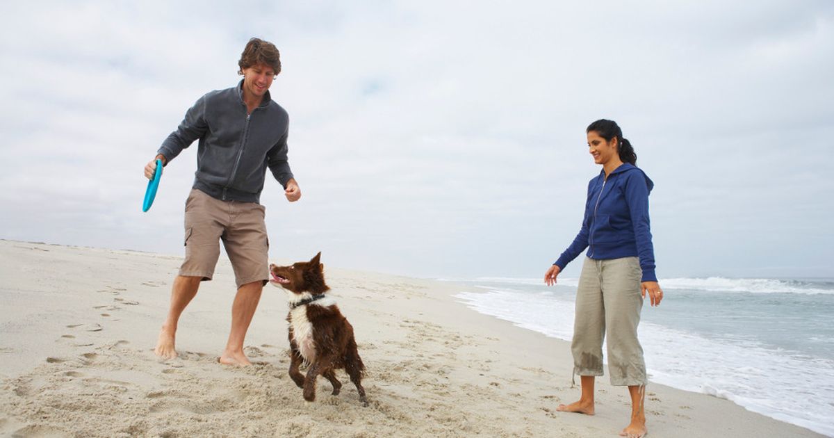 Urlaub mit Hund: Das sollten Sie am Strand beachten | BUNTE.de