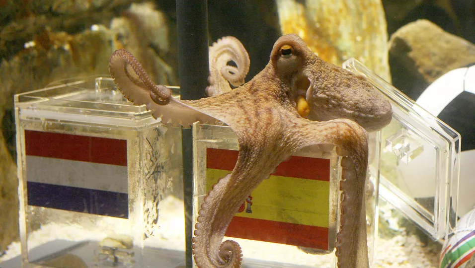 WM 2014: Krake Regina neues Orakel für Deutschland | BUNTE.de