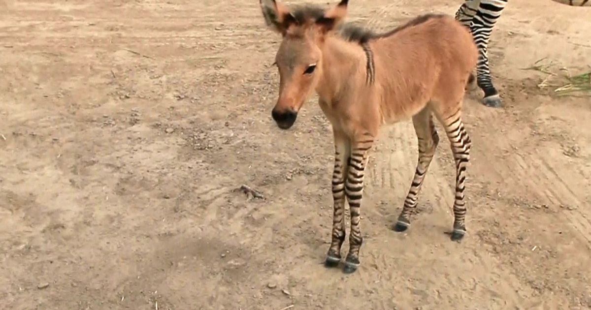 Mischung aus Esel & Zebra: Willkommen auf der Erde, kleiner „Zesel ...