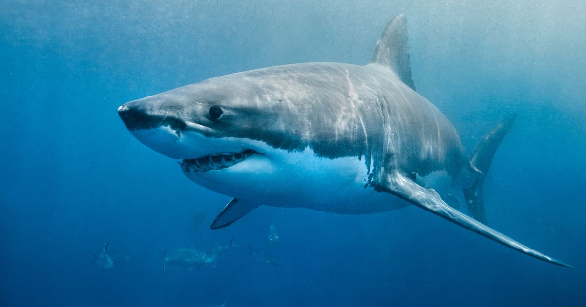 Das "Monster" aus dem Meer: 4-Meter Hai mit riesiger Bissnarbe ...