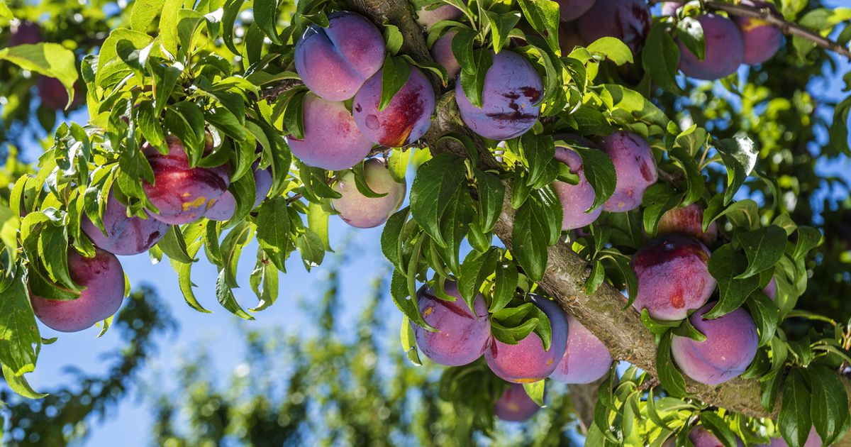 Saisonkalender: Welche Obst- und Gemüsesorten im September reif werden ...