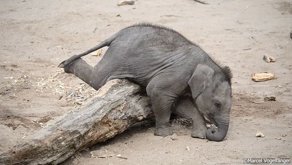 Im Kölner Zoo: Zuckersüßes Video: Elefanten-Baby Sarinya "kämpft" mit Baumstamm | BUNTE.de