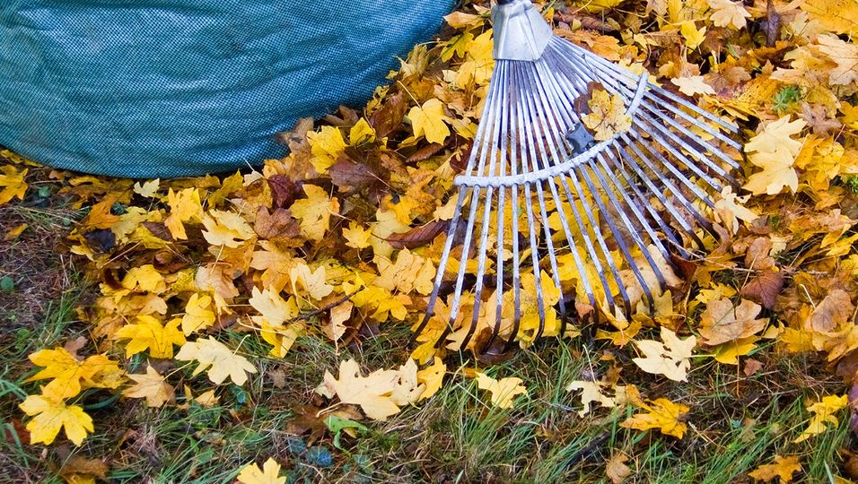 Grausiger Fund: Babyleiche in Laubhaufen entdeckt! | BUNTE.de