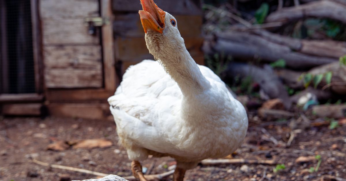 In Taiwan: Von Gans angegriffen: Großvater benutzt Enkelin als ...