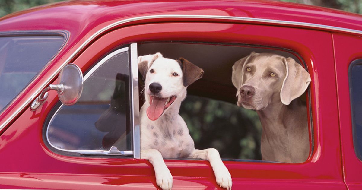 Tiere im Auto: Ein Weg aus der Angst! | BUNTE.de
