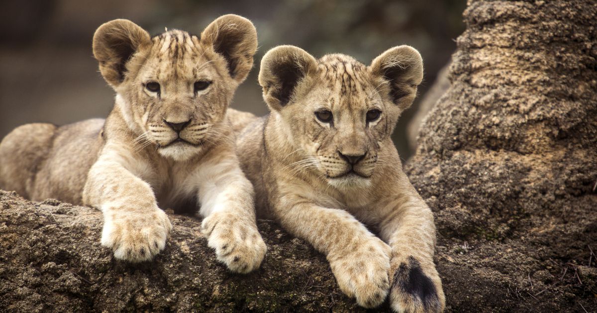 Herzergreifend: Zwei Löwenbabys schauen völlig fasziniert "König der ...