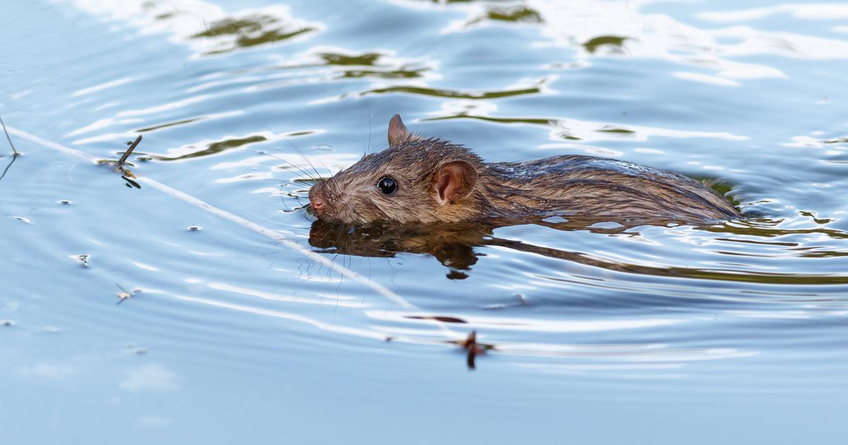 Während Hurrikan startet: Frau versucht, Ratte vor dem Ertrinken zu ...